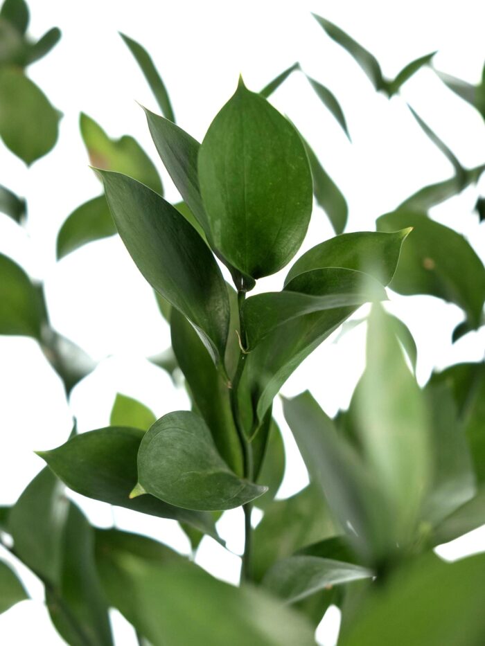 Jetzt neu: Blumigo Moments – BlumigoMoments